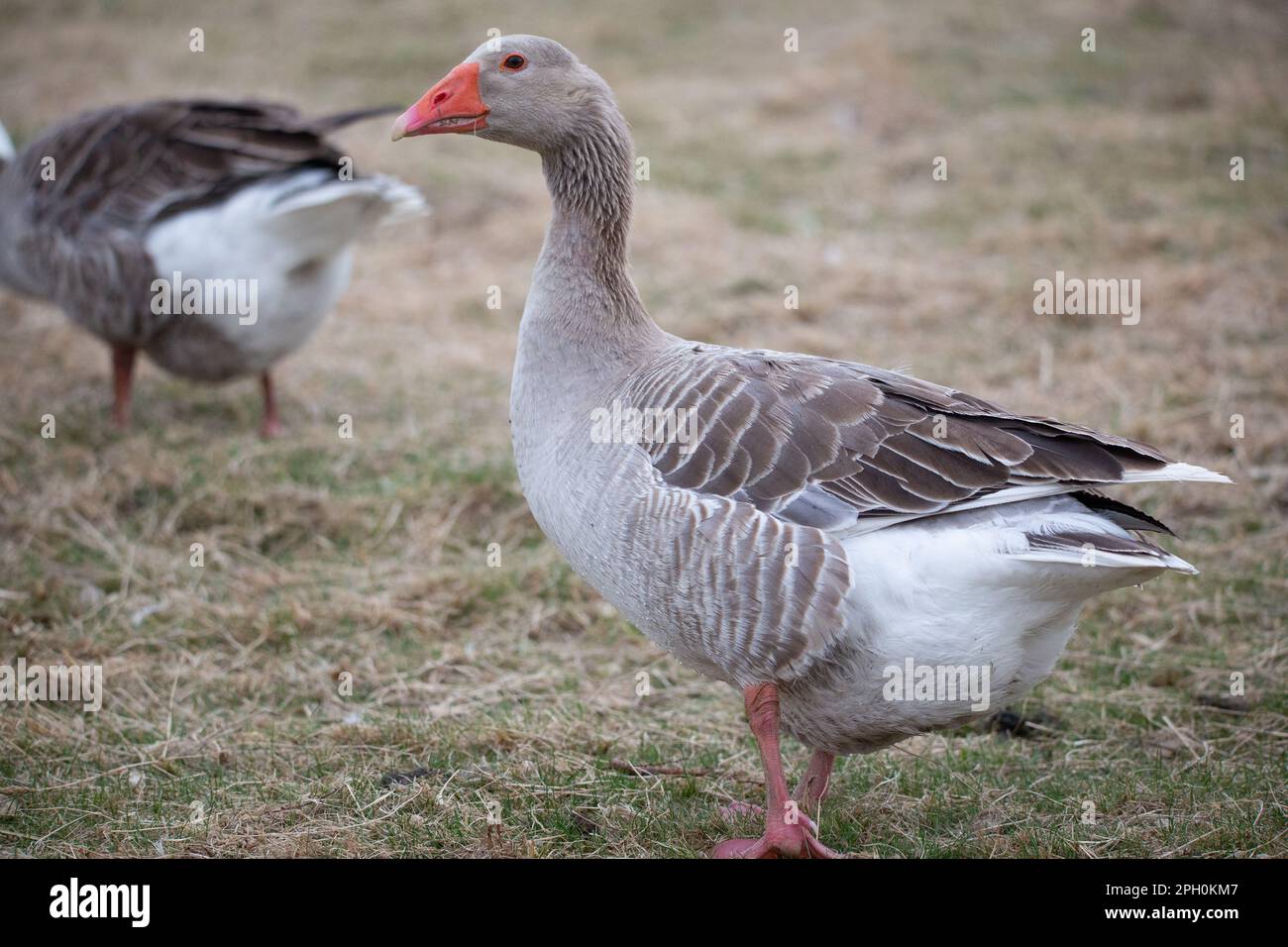 Female goose of the breed 'Österreichische Landgans', an endangered ...