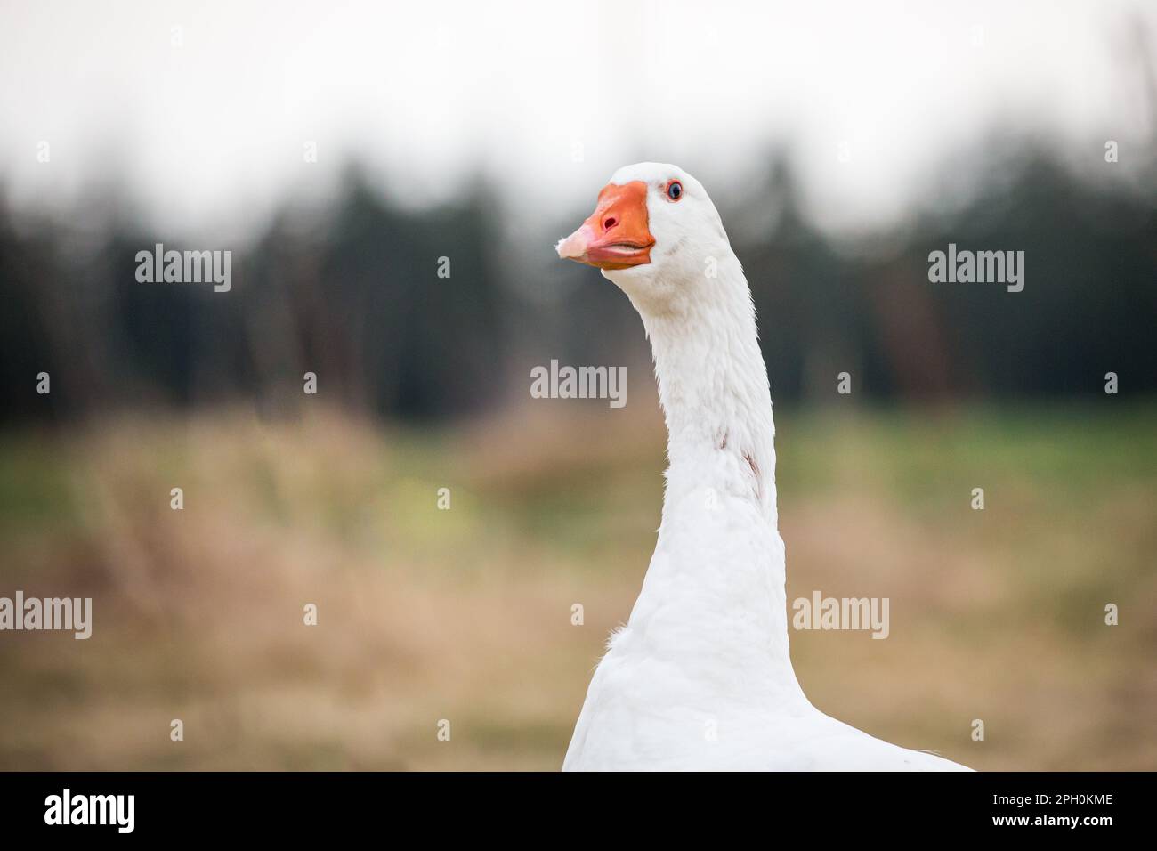 White gander of the breed 'Österreichische Landgans', an endangered ...