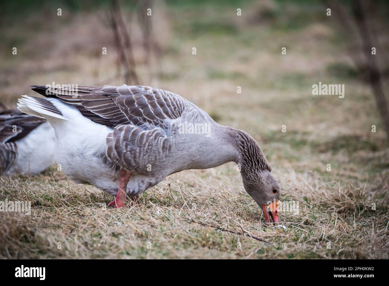 Female goose of the breed 'Österreichische Landgans', an endangered ...
