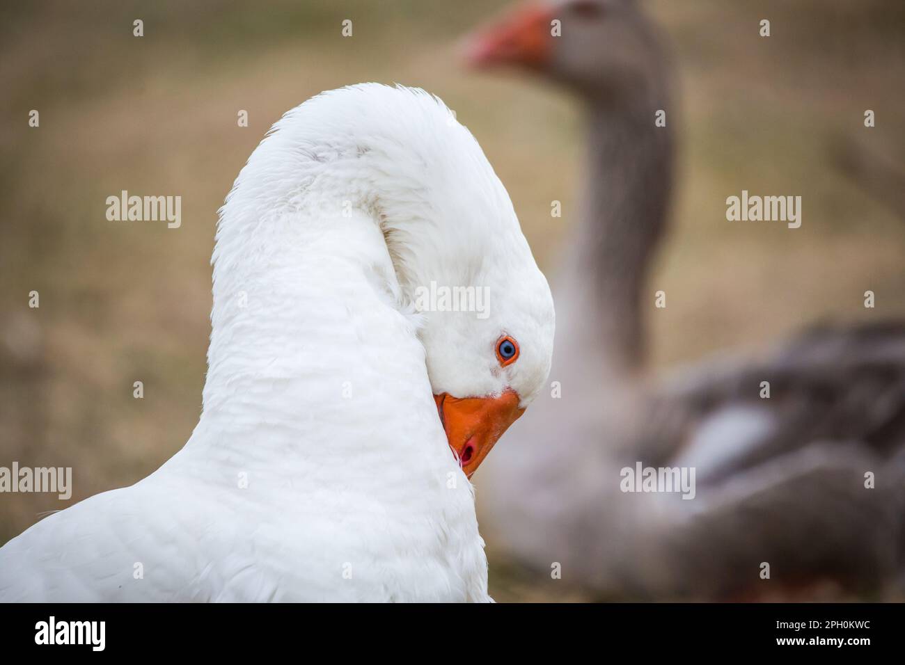 White gander of the breed 'Österreichische Landgans', an endangered ...