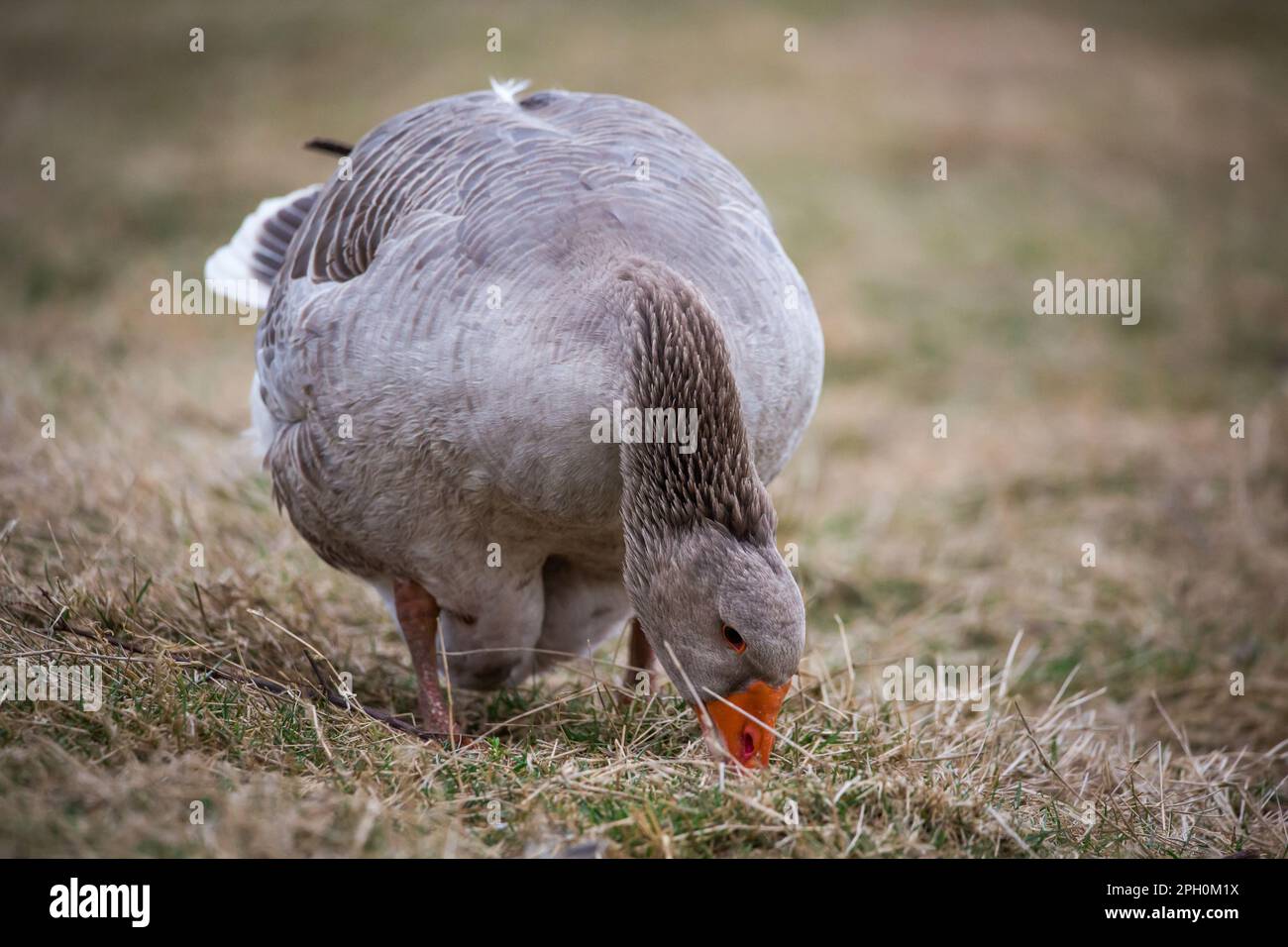 Female goose of the breed 'Österreichische Landgans', an endangered ...
