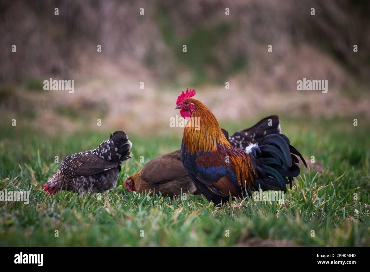 Group of Stoapiperl chickens.The Stoapiperl/ Steinhendl is an ...