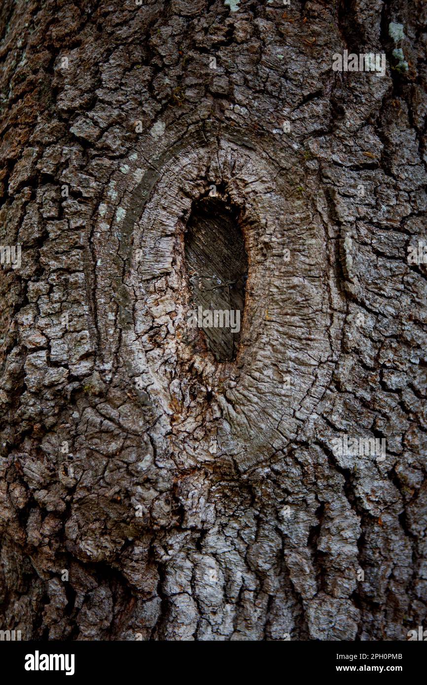 Trace of a pruning in a tree Stock Photo - Alamy