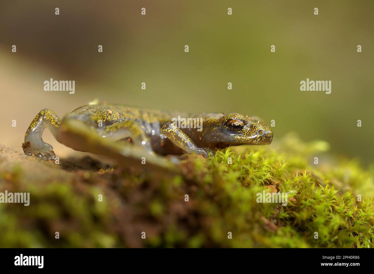 Shallow focus closeup on a subadult of the endangered limestone ...