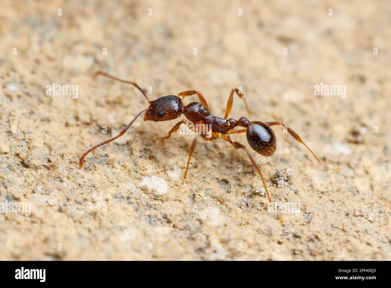 Spine-waisted Ant (Aphaenogaster rudis Stock Photo - Alamy