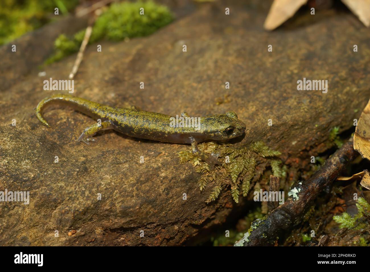 Natural closeup on a subadult of the endangered limestone salamander ...