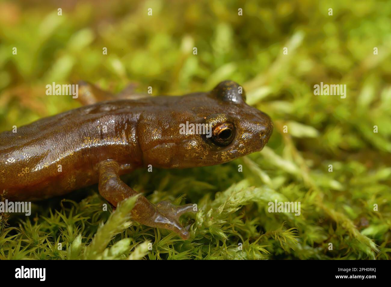 Natural closeup on a subadult of the endangered Limenstone salamander ...