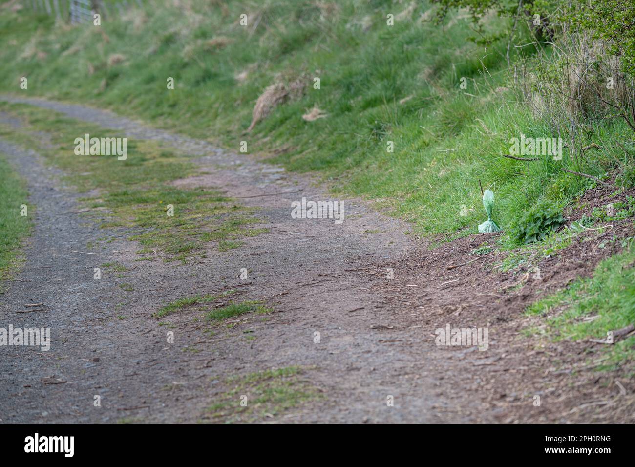Green Dog Poo bag abandoned at the side of a footpath - Track Stock ...