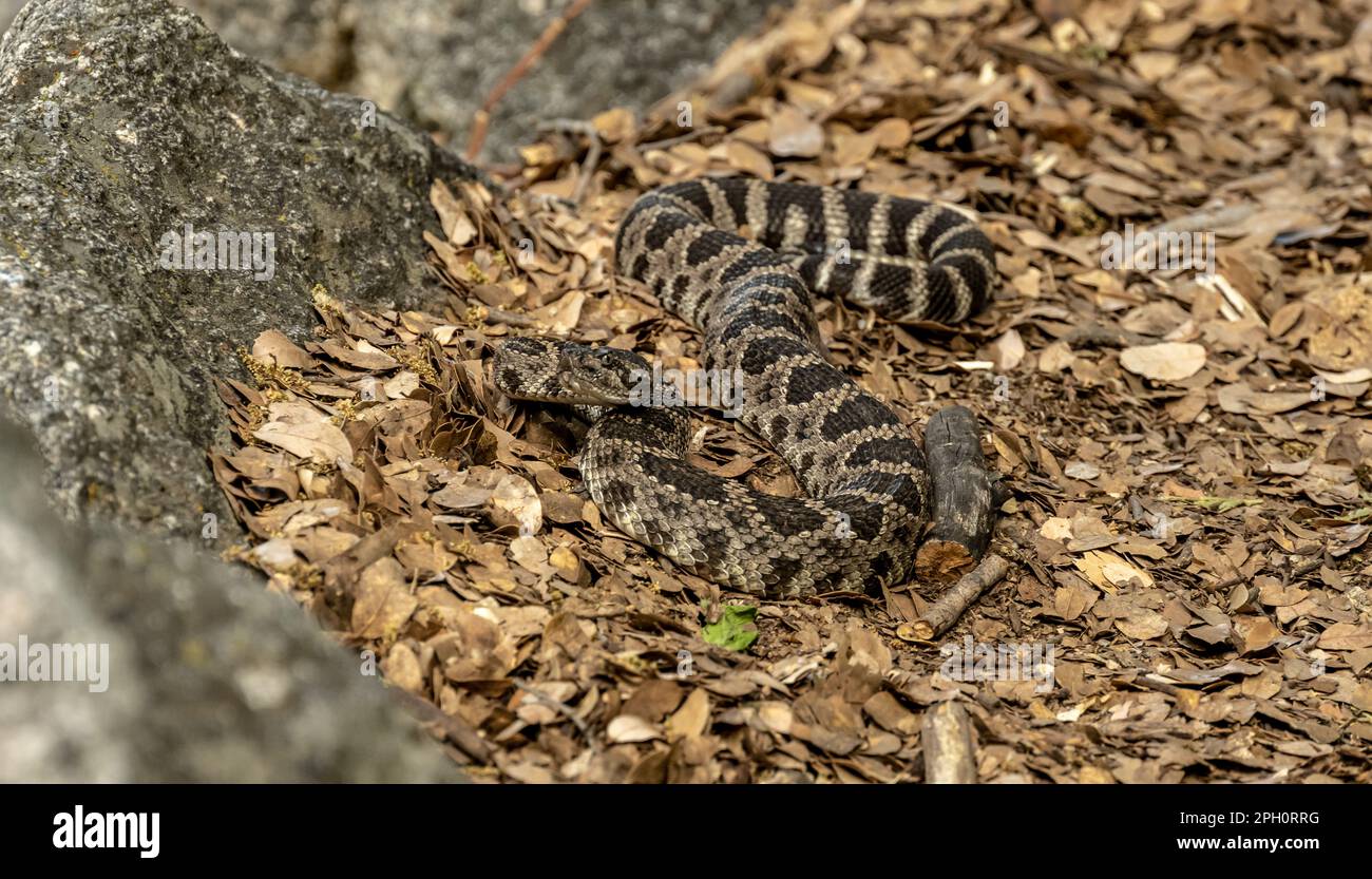 Grand canyon rattlesnake hi-res stock photography and images - Alamy