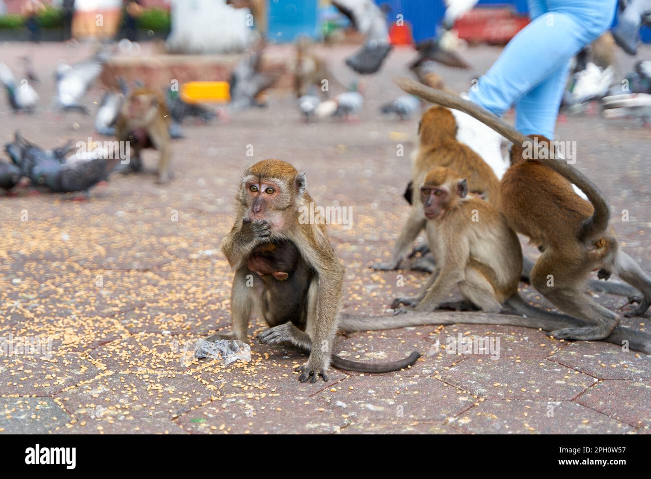 Wild monkeys at the entrance to the Batu Caves take food from the ...