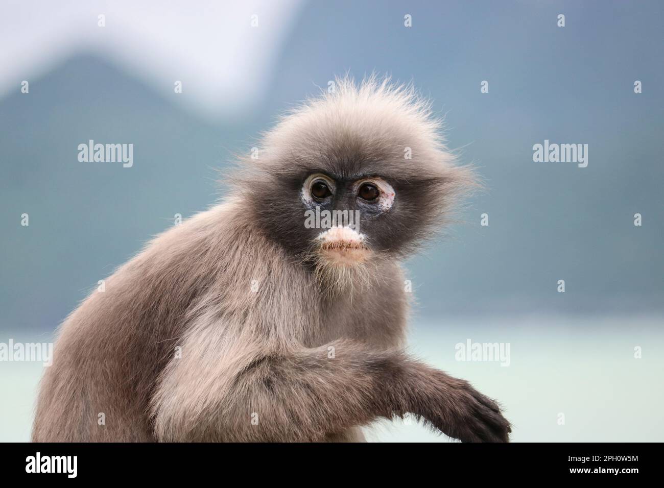 Close-up face of a cute shaggy adult dusky leaf monkey (Trachypithecus ...