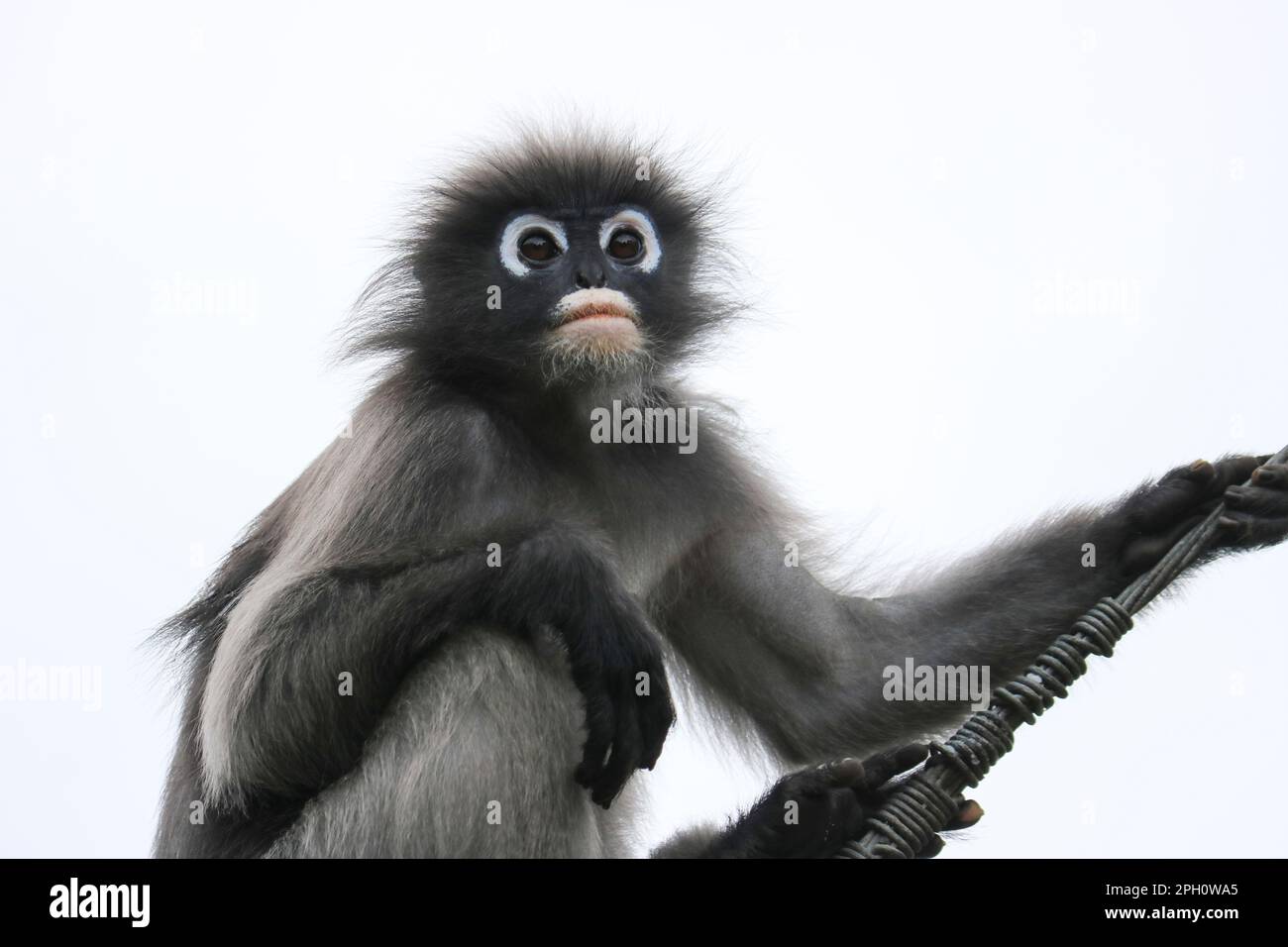 Portrait of cute young dusky leaf monkey (Trachypithecus obscurus Stock ...