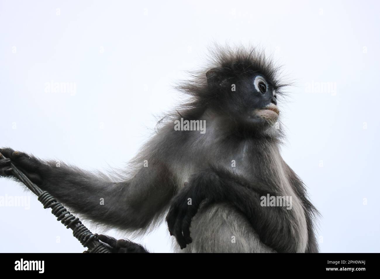 Portrait of cute young dusky leaf monkey (Trachypithecus obscurus Stock ...