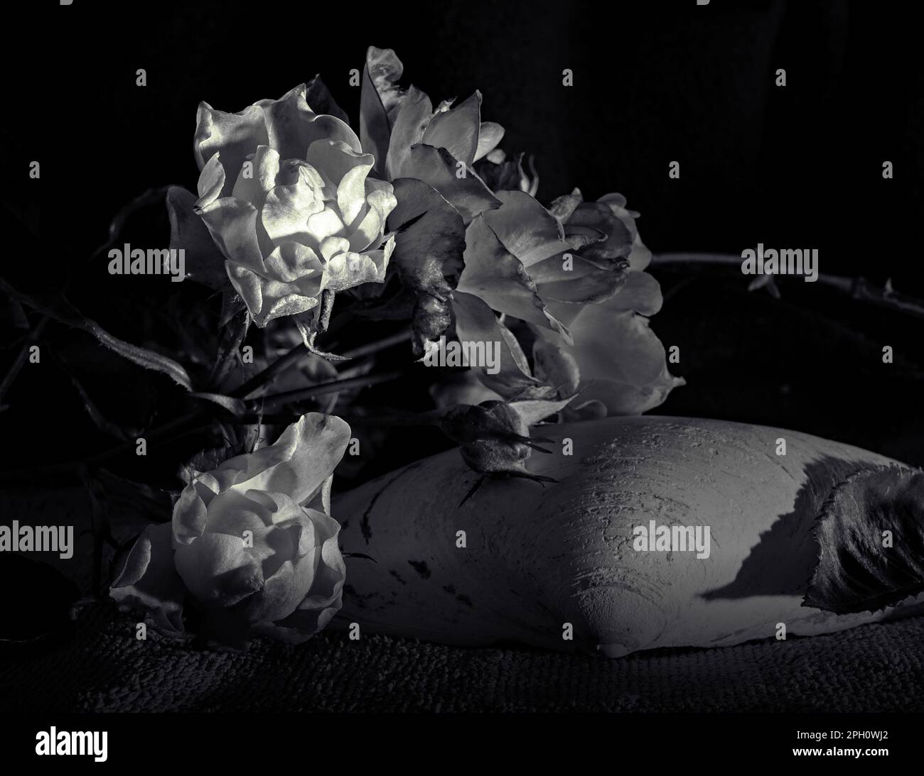 Rotten dark roses in black and white Stock Photo - Alamy