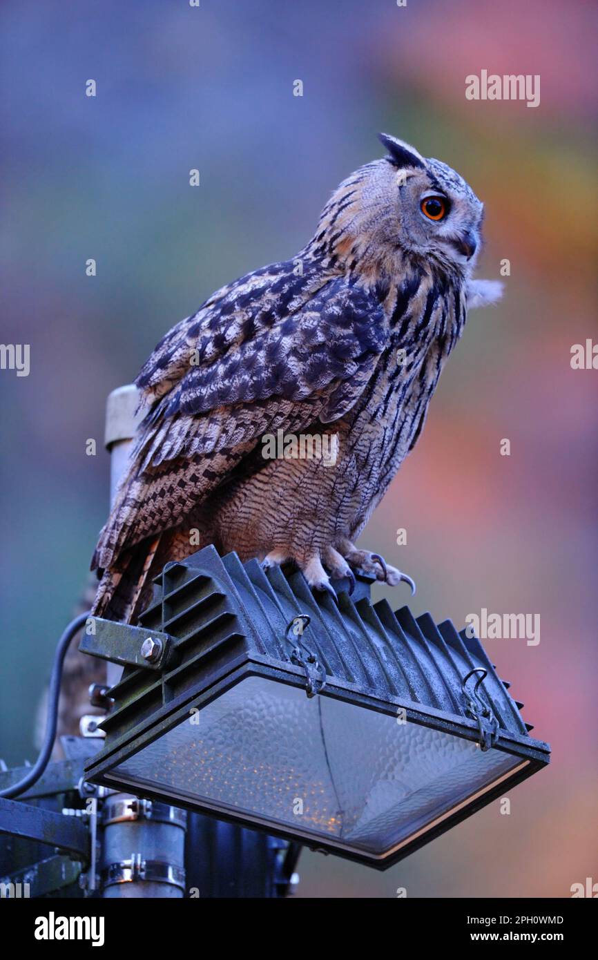 Man and nature... European eagle owl ( Bubo bubo ) uses the halogen ...