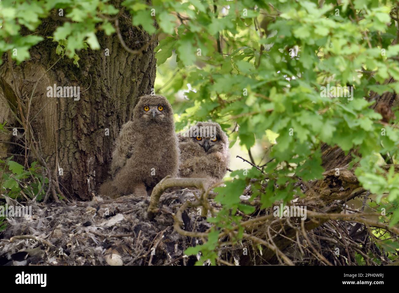 a moment of attention... European eagle owl ( Bubo bubo ), two young eagle owls, nestlings on ...