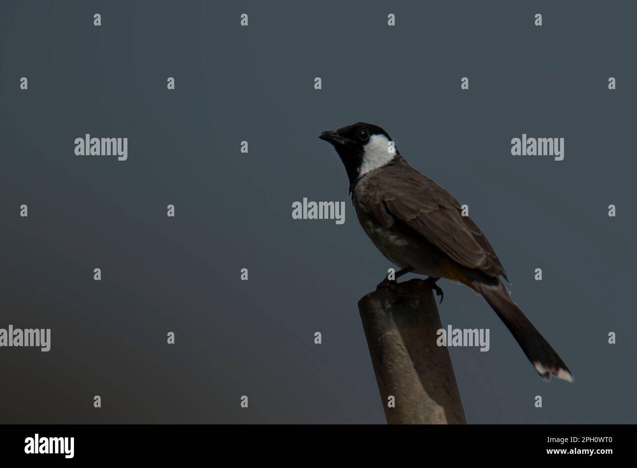 White -eared bulbul (pycnonotus leucotis) sit on blur background Stock ...