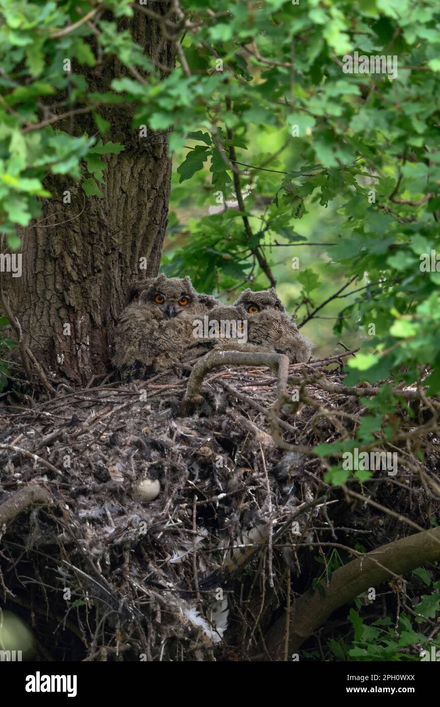7 eyes... European eagle owl ( Bubo bubo ), young birds in their nest ...