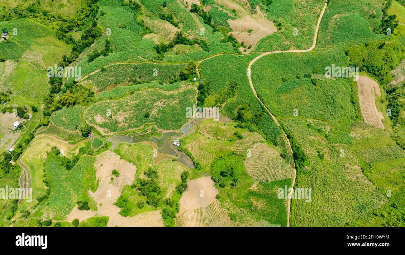 Aerial view of agricultural landscape with farmland and sugarcane ...