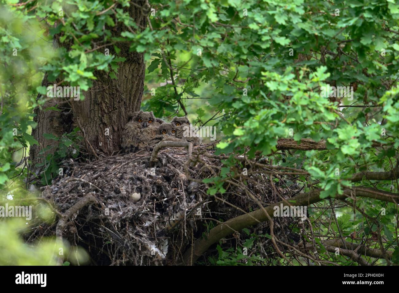 7 eyes... European eagle owl ( Bubo bubo ), young birds in their nest ...