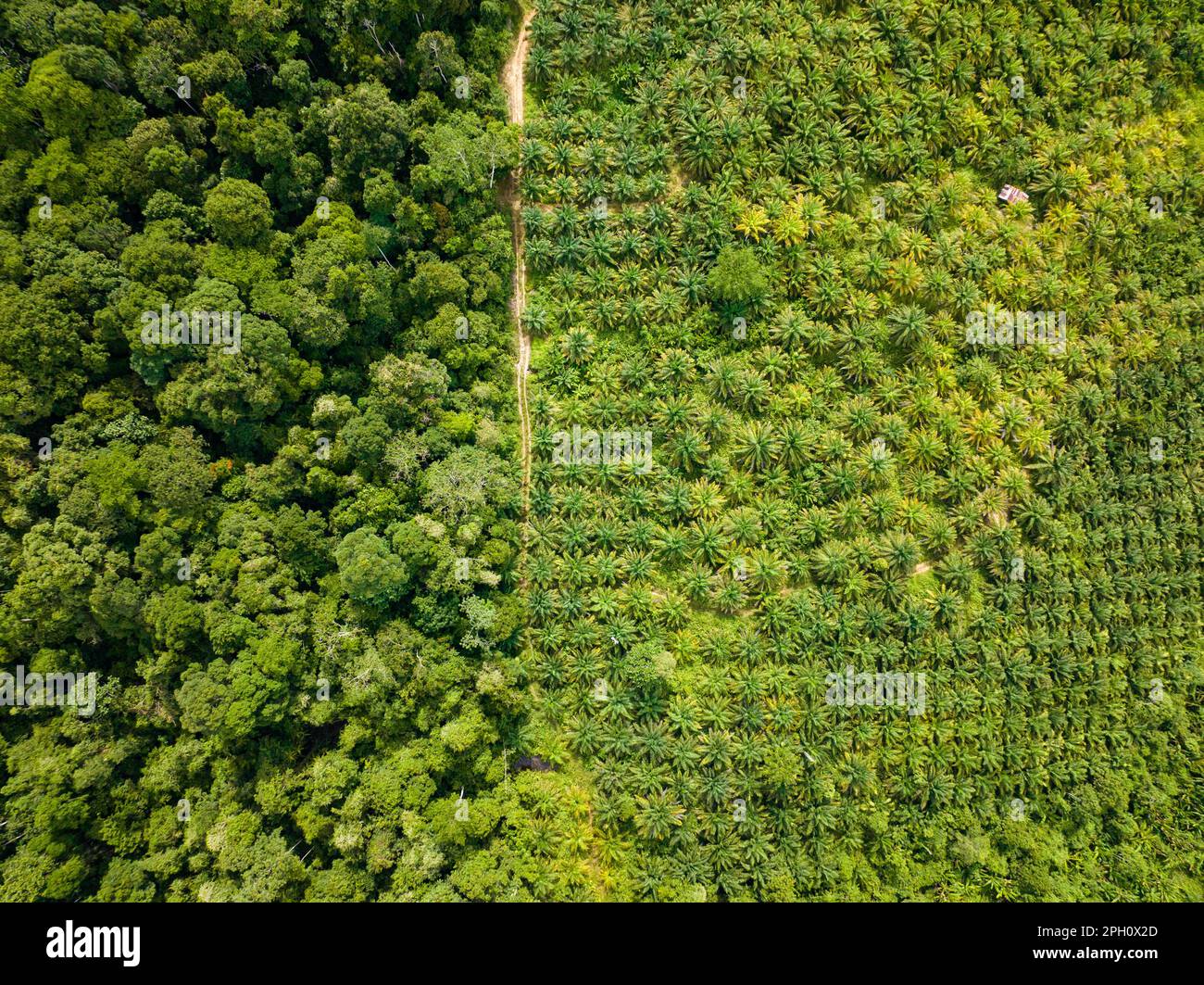 Oil palm plantations and rainforest. Palm oil estate in Borneo ...