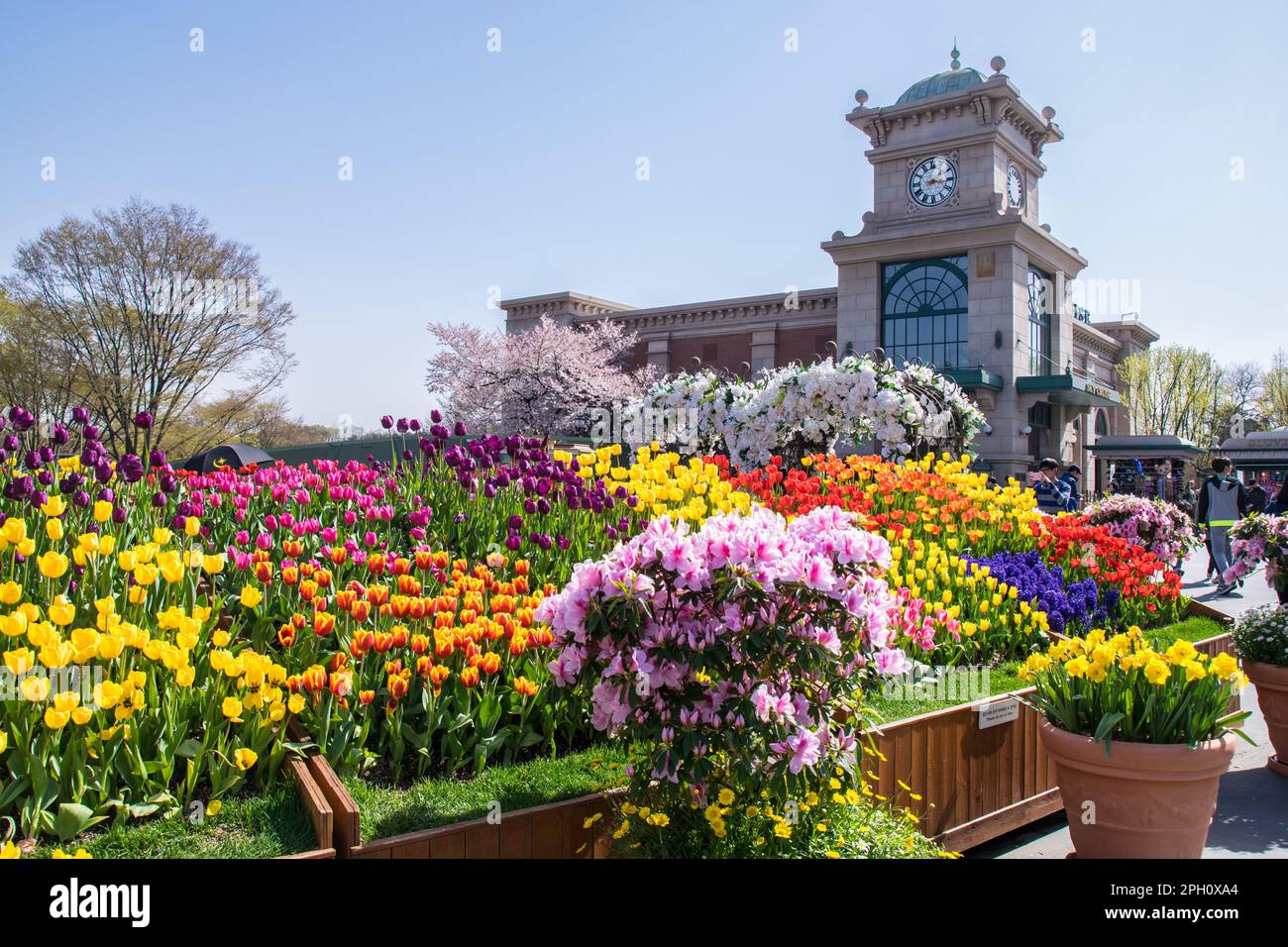 Beautiful tulips blooming in Everland Resort of Seoul, South Korea Stock Photo - Alamy