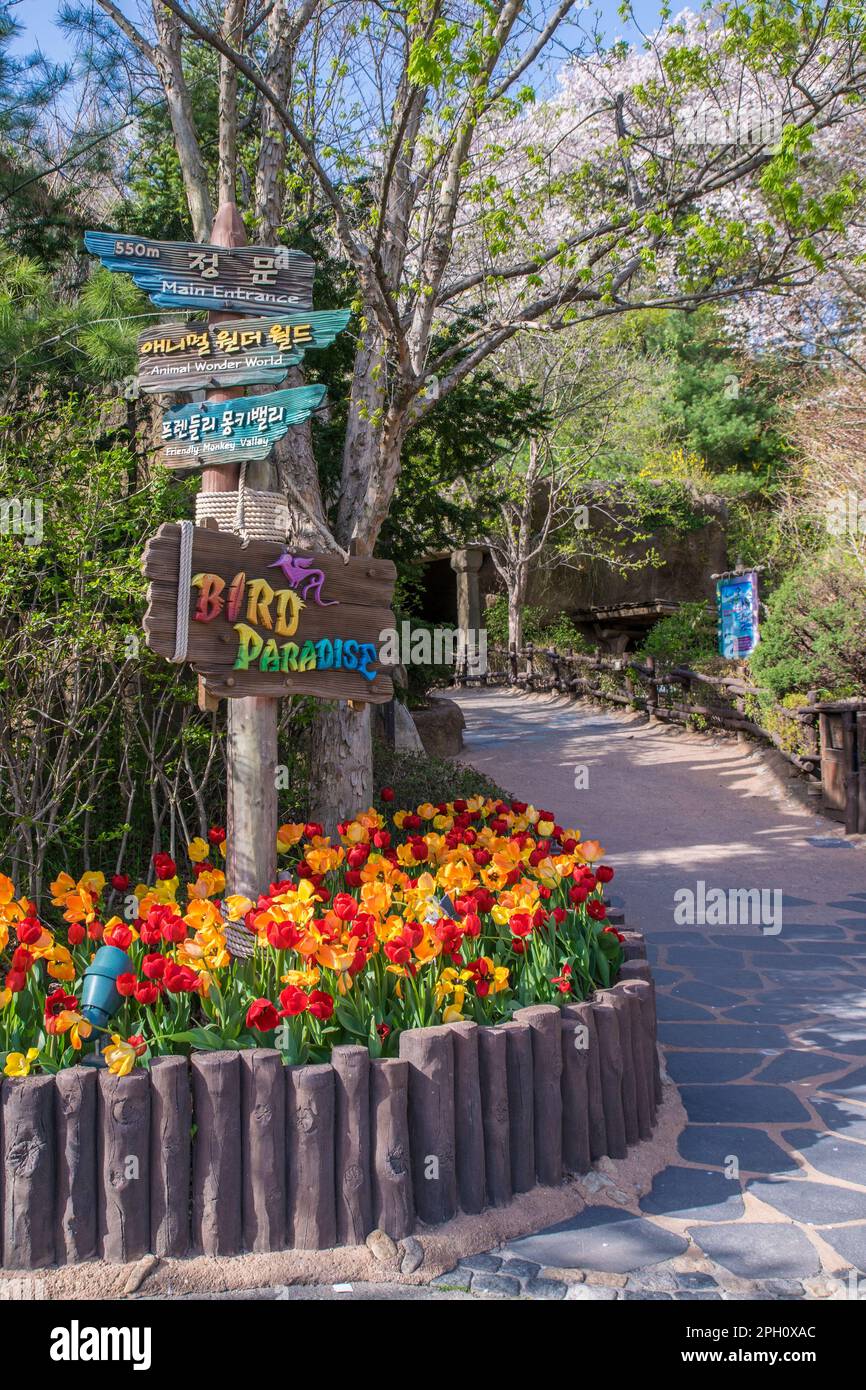 A wooden direction sign board in Everland theme park Stock Photo - Alamy