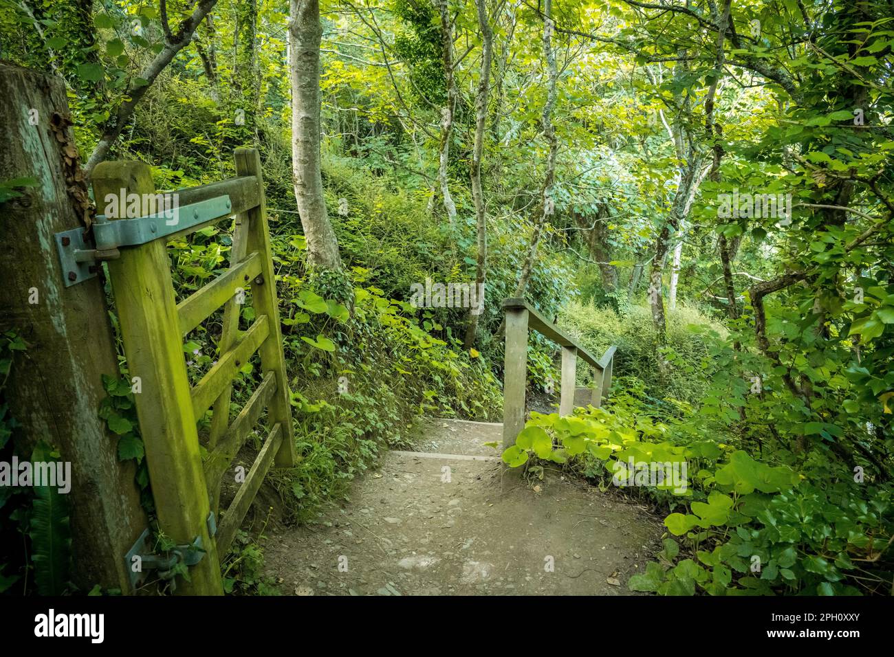 Hidden gem forest at Porthbean, Cornwall UK Stock Photo - Alamy