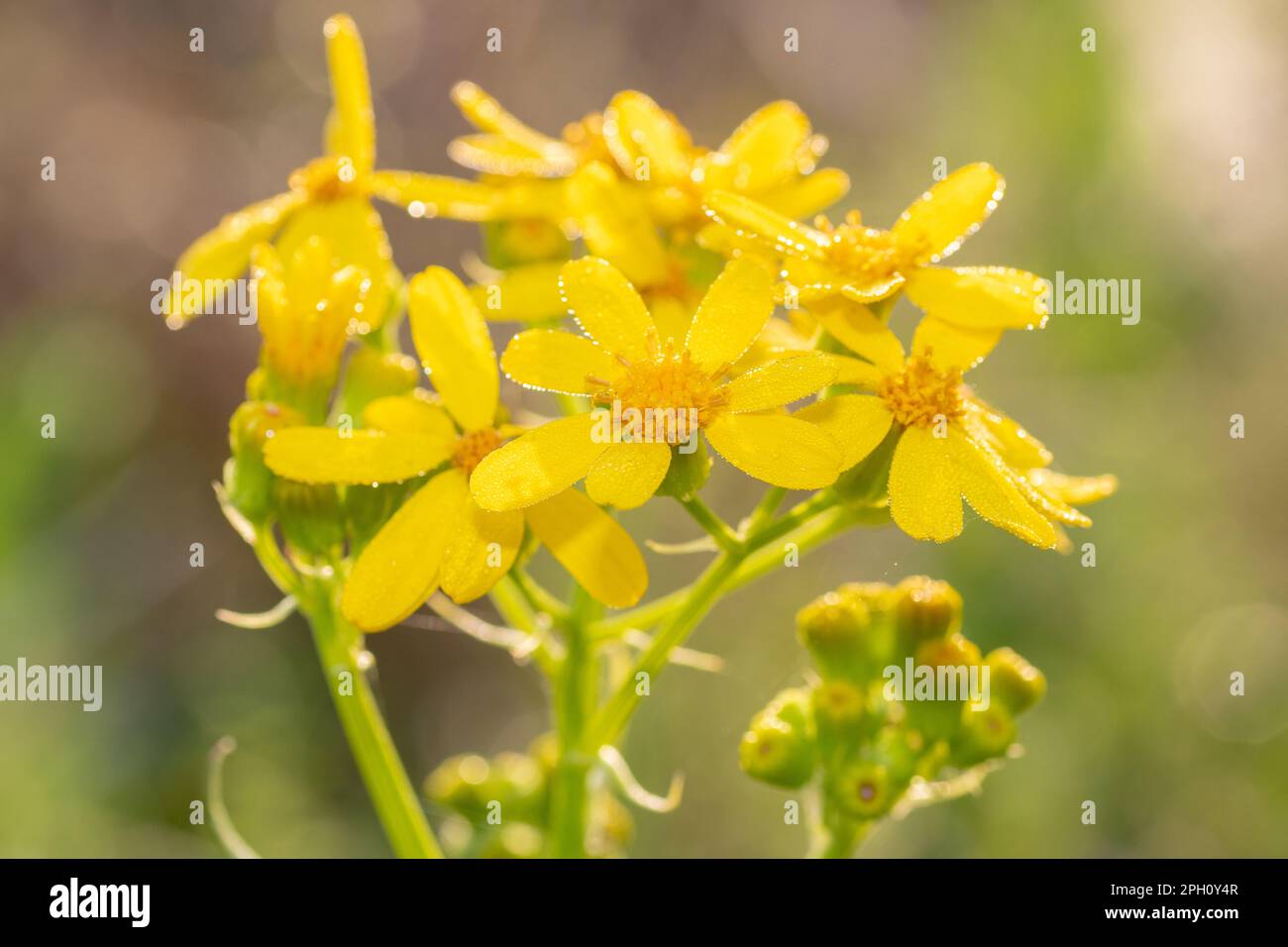The yellow blooms of Senecio ampullaceus in March in East Texas Stock ...