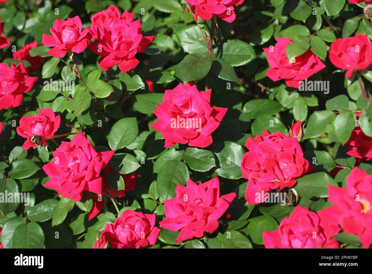 Bright pink roses growing on the rose bush Stock Photo - Alamy