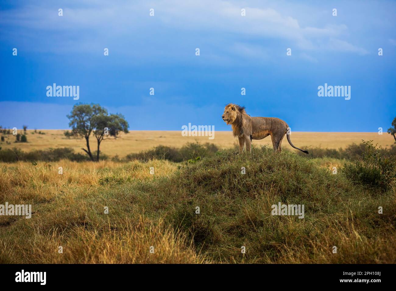 Lion king looking at his empire Stock Photo - Alamy