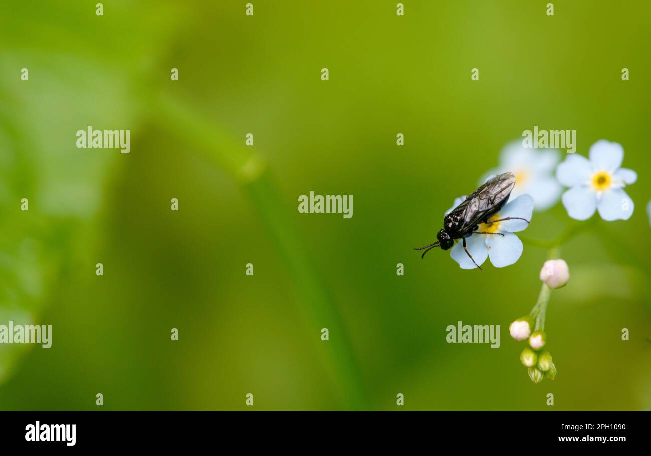 Wasp in focus hi-res stock photography and images - Alamy