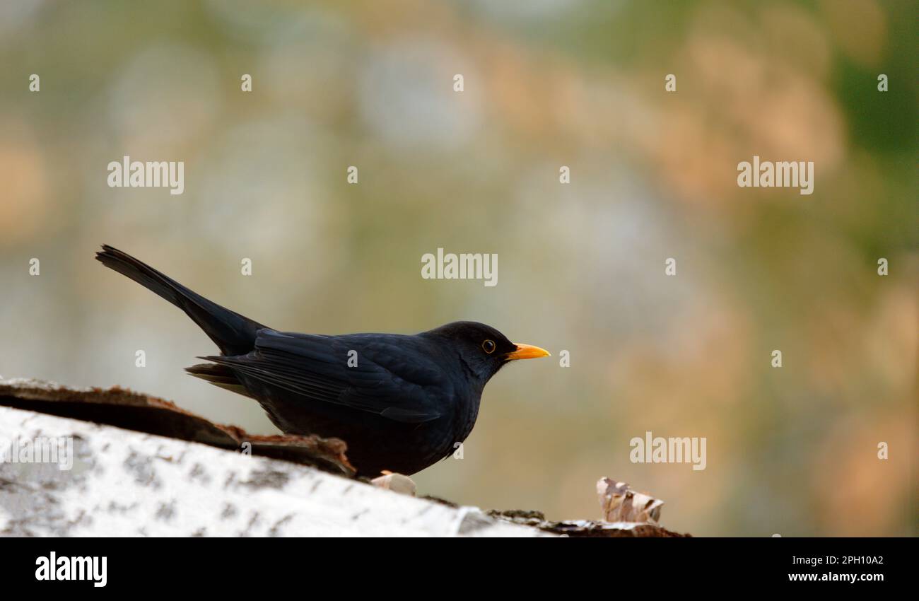 Merle turdus merula turdidae hi-res stock photography and images - Alamy