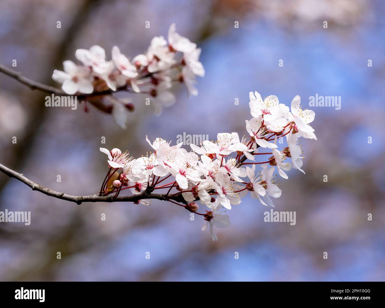 Cherry blossom cluster hi-res stock photography and images - Alamy