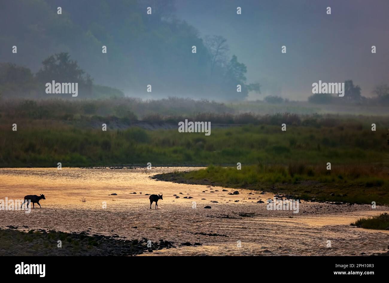 Sambar deer crossing Ramganga river at dhikala zone of Jim corbett ...