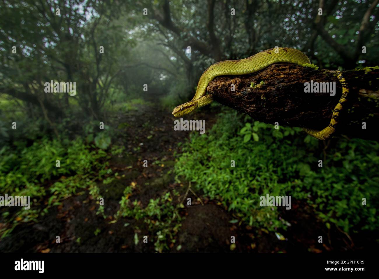 Monsoon snakes hi-res stock photography and images - Alamy
