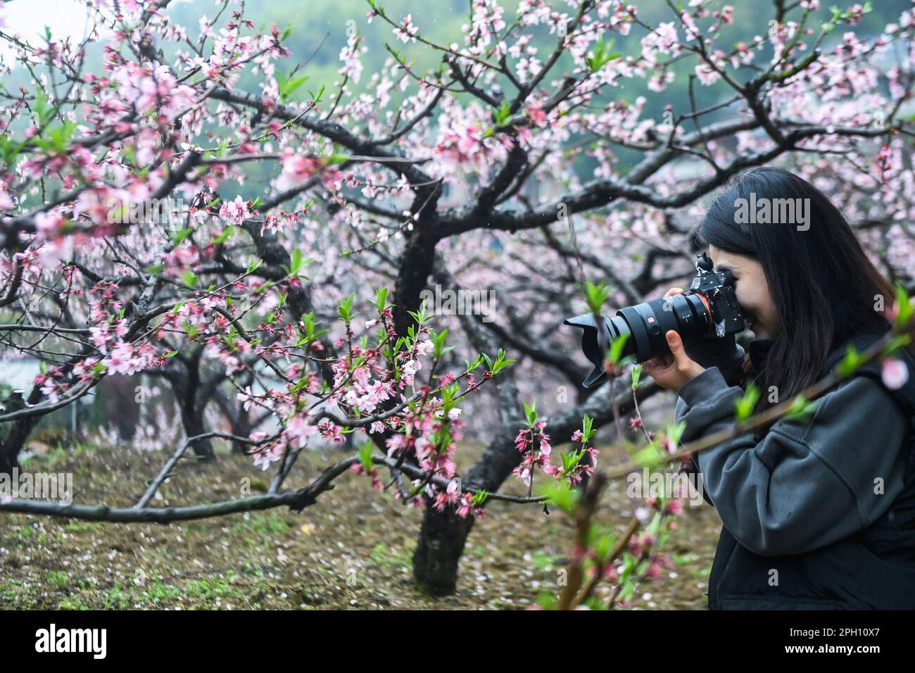 Hangzhou, China's Zhejiang Province. 25th Mar, 2023. A tourist takes ...