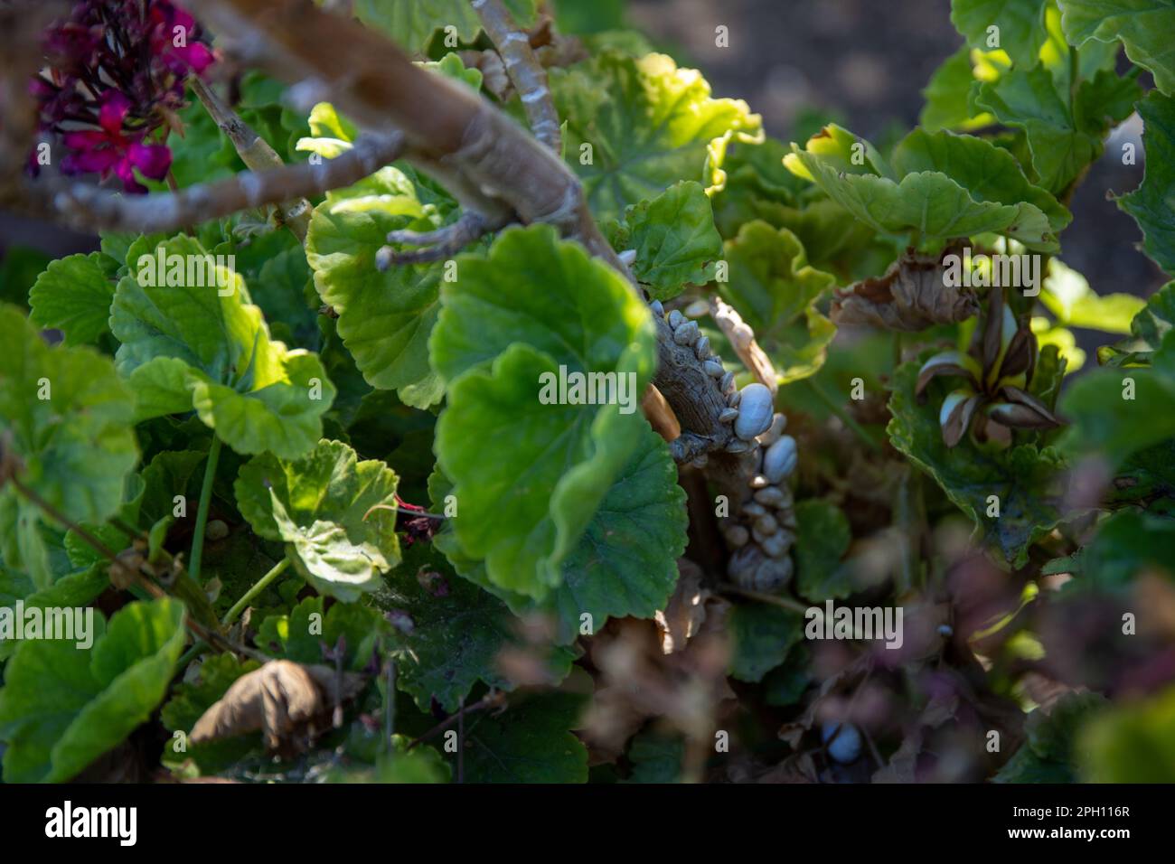 Snails on a tree hi-res stock photography and images - Alamy
