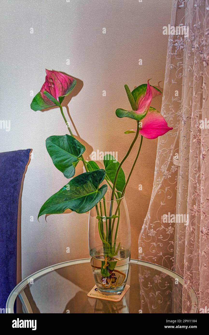 Anthurium Andre lat. Anth rium andra anum is a perennial herbaceous ...