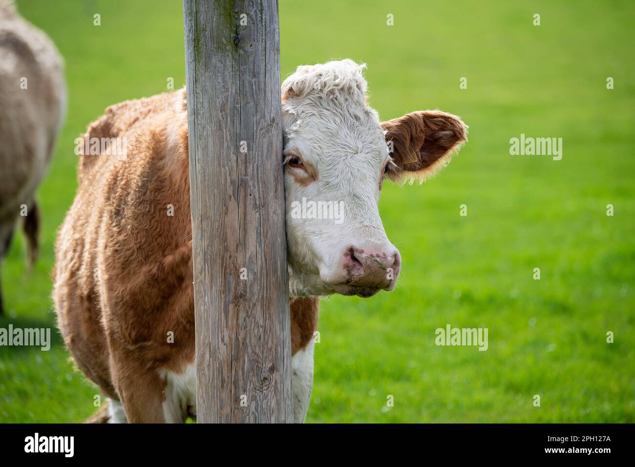 Dorney, Buckinghamshire, UK. 25th March, 2023. A cow enjoys a good old ...