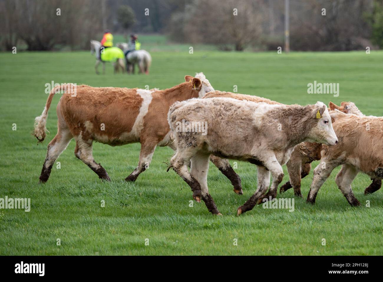 Dorney, Buckinghamshire, UK. 25th March, 2023. Spring has officially ...