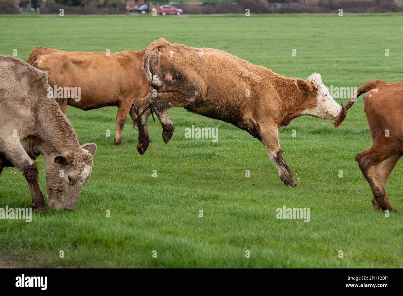 Dorney, Buckinghamshire, UK. 25th March, 2023. Spring has officially ...
