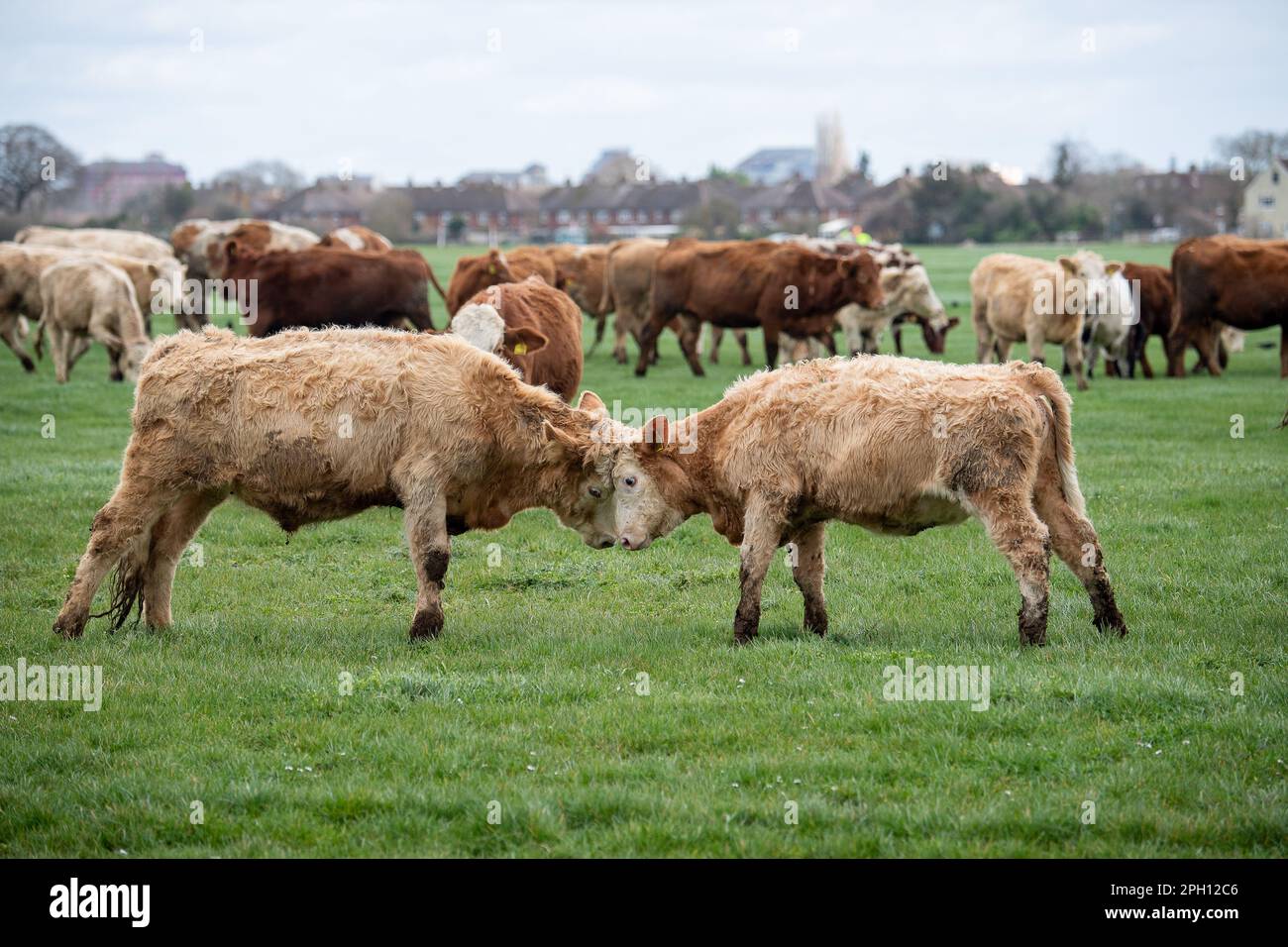 Dorney, Buckinghamshire, UK. 25th March, 2023. Spring has officially ...