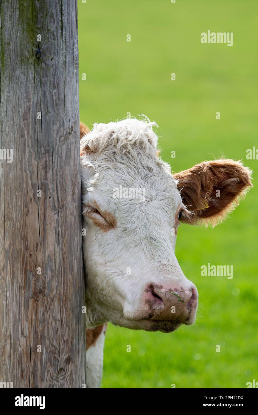 Dorney, Buckinghamshire, UK. 25th March, 2023. A cow enjoys a good old ...