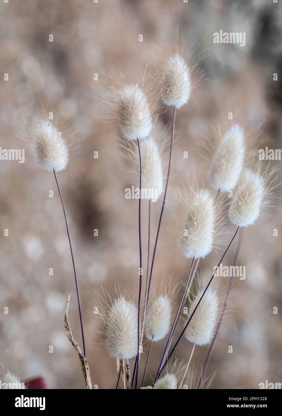 Ornamental grass Lagurus ovatus commonly called hare's-tail, hare's ...