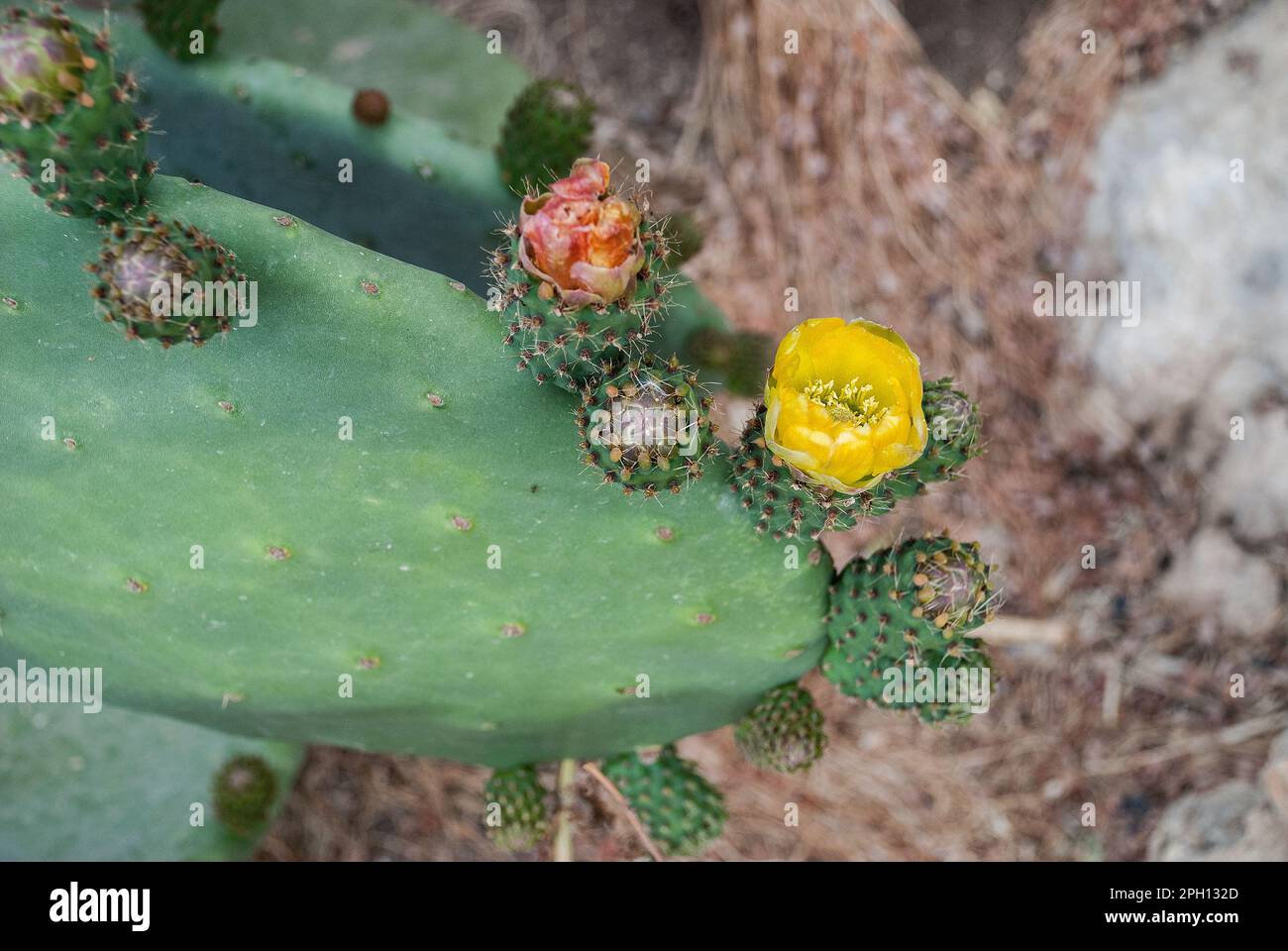 Flat cactus pads hi-res stock photography and images - Alamy