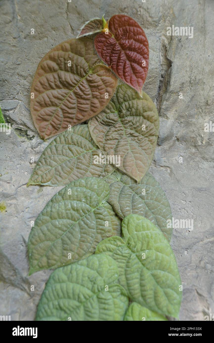 Close up of the green and red leaves of Ficus Villosa plants climbing ...