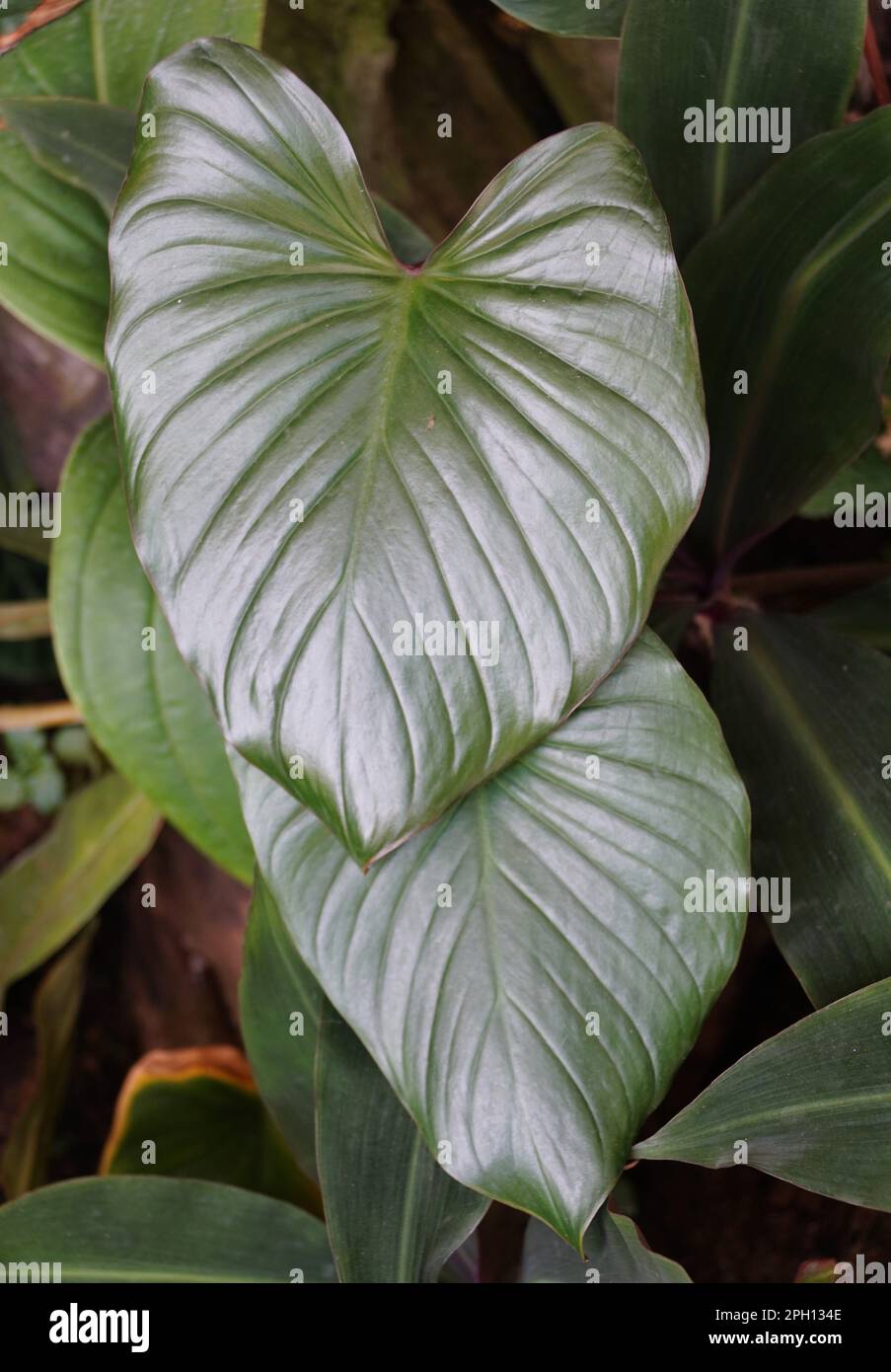 Close up of the love-shaped leaf of Homalomena Rubescens, a rare ...