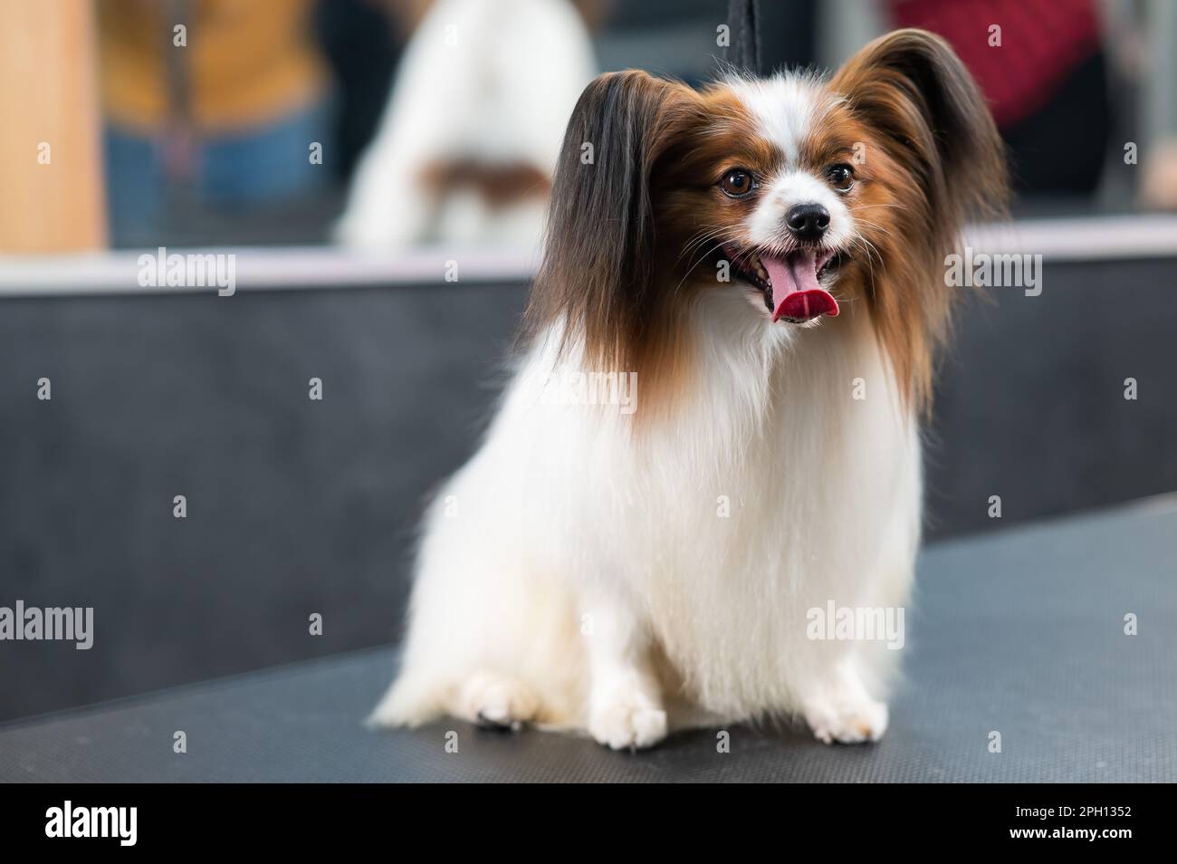 Portrait of a cute tricolor papillon. Continental spaniel dog with ...