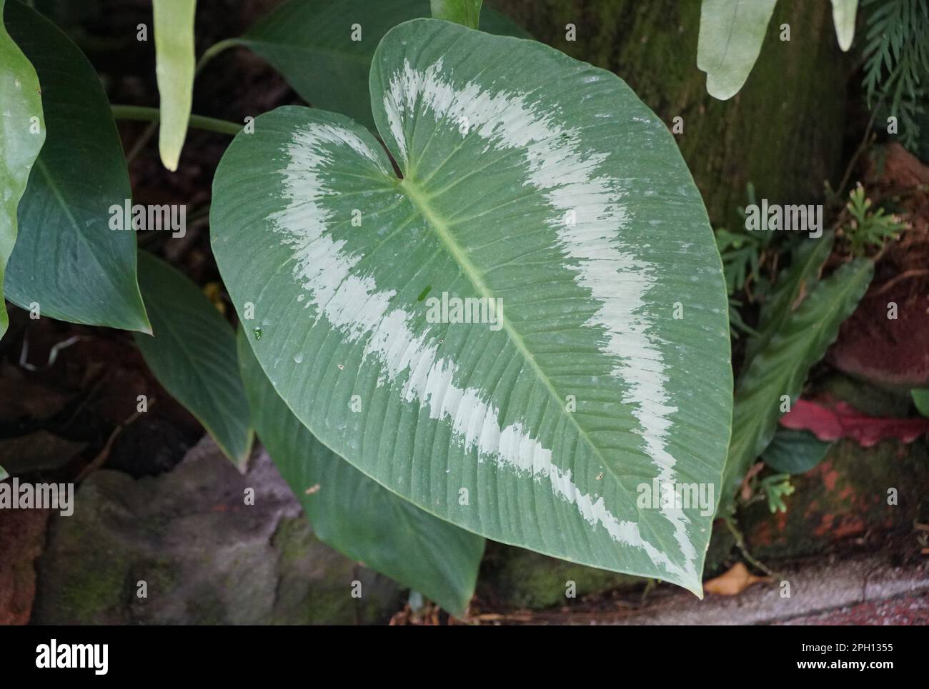 Close up of the green and white leaf of Schismatoglottis Wallichii, a ...